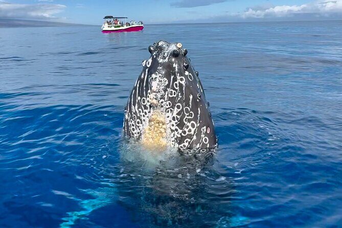 2 Hour Prime Time Maui Whale Watching - FAQ