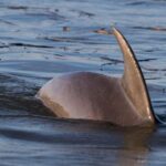 2-Hour Private Hilton Head Dolphin Watching Cruise - The Boat & Amenities