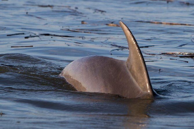 2-Hour Private Hilton Head Dolphin Watching Cruise - The Boat & Amenities