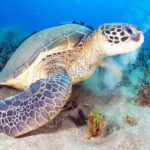 2-Hour Snorkeling Adventure in Kauai - An Overview of the Experience