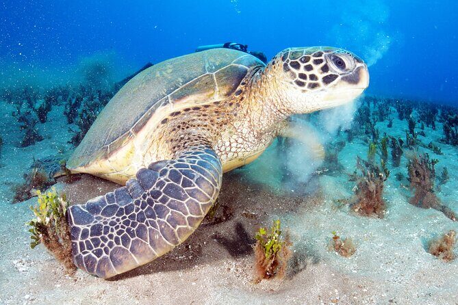 2-Hour Snorkeling Adventure in Kauai - An Overview of the Experience