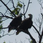 2-Hour Sunset Safari Eco Cruise from Cape May - Why This Tour Is Worth Considering