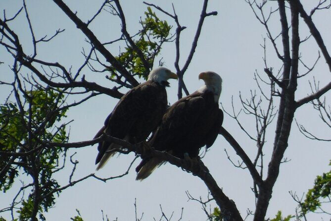2-Hour Sunset Safari Eco Cruise from Cape May - Why This Tour Is Worth Considering