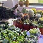 2-Hour Terrarium Making Experience with Cats in New York - The Value of This Experience