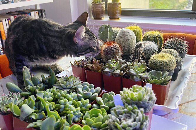 2-Hour Terrarium Making Experience with Cats in New York - The Value of This Experience