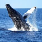 2 Hour Waikiki Whale Watching Cruise from Oahu - The Itinerary & What to Expect