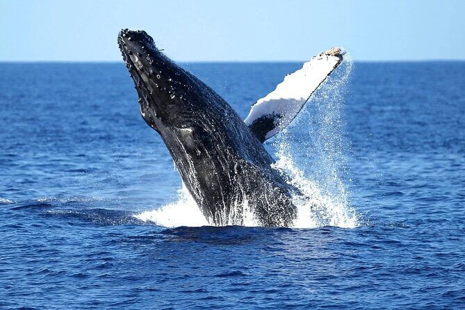 2 Hour Waikiki Whale Watching Cruise from Oahu - The Itinerary & What to Expect