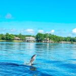 2 Hours Guided Dolphin Tour in Florida - Why Choose This Dolphin Tour?