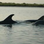 2 Hours Shem Creek Safari Kayak Tour - Why This Tour Matters: A Closer Look