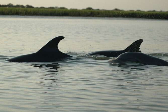2 Hours Shem Creek Safari Kayak Tour - Why This Tour Matters: A Closer Look