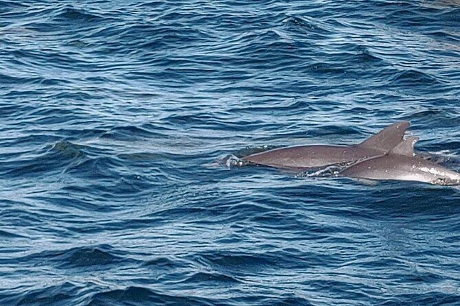 2 Hours Swim with the Dolphins in Panama City - The Itinerary and What to Expect