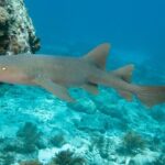 2 Location Snorkel Tour - Gear Included, 65 minutes per location - An In-Depth Look at the Tour Experience
