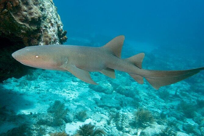 2 Location Snorkel Tour - Gear Included, 65 minutes per location - An In-Depth Look at the Tour Experience