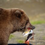2 Park Bear Viewing Adventure to Katmai and Lake Clark NP - Exploring the Itinerary: What to Expect