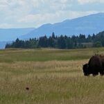 2-Person Grand Teton All-Day Private Tour - Stop 2: Grand Teton Lodge Company
