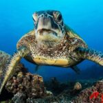 2 Tanks Scuba Dive Kaua'i from a Boat - Final Thoughts