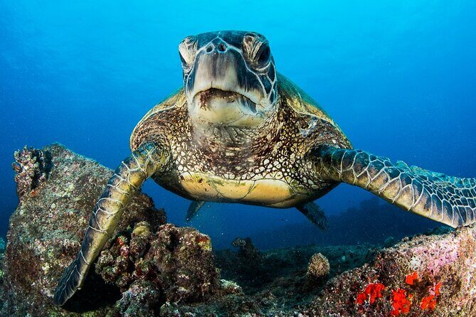 2 Tanks Scuba Dive Kaua'i from a Boat - Final Thoughts