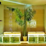 20-Minutes Natural Pedicure with Exotic Fish - Key Points