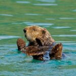 26 Glacier Cruise and Coach from Anchorage, AK - Who Should Consider This Tour?