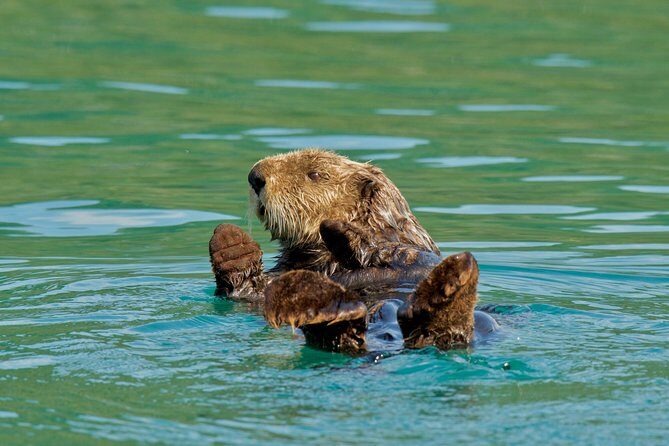 26 Glacier Cruise and Coach from Anchorage, AK - Who Should Consider This Tour?
