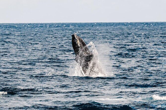 2Hour Whale Watching and Boat Cruise in Haleiwa Oahu Hawaii - The Value of the Experience