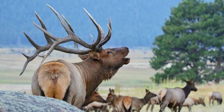 3/4 Day RMNP Mtn to Sky+Bear Lake Rd Tour-RMNPhotographer - Who Should Consider This Tour?