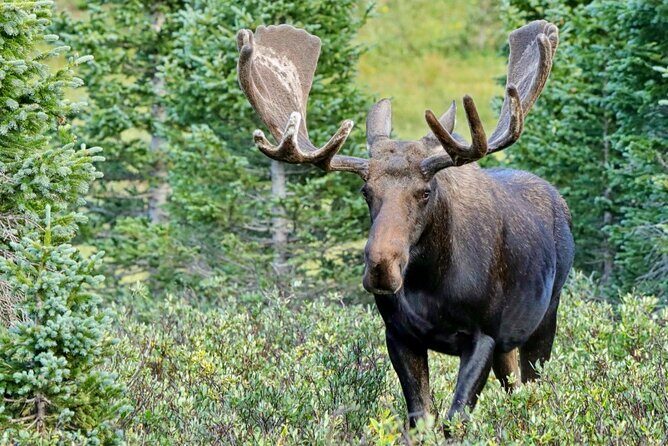3/4 Day Rocky Mountain NP "Mountain to Sky+Bear Lake Rd" Tour - RMNPhotographer - The Itinerary and What You Can Expect