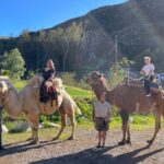 3 Hour Camel Trek into the Forest and Ranch in California - The Itinerary in Detail
