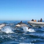 3-Hour Guided Whale and Dolphin Watching Experience in San Diego - Concluding Thoughts