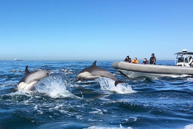 3-Hour Guided Whale and Dolphin Watching Experience in San Diego - Concluding Thoughts