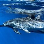 3-Hour Luxury Private Custom Charter - Practical Details and Logistics