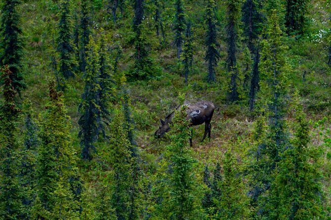 3 Hour Naturalist Walking Tour in Denali National Park - Itinerary Breakdown