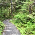 3 Hour Rainforest Walk & Totem Park Wild Wolf Tours - A Deep Dive Into the Experience