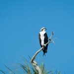 3 Hour See Crystal River Wildlife Safari Boat Cruise - What You Can Expect During the Tour