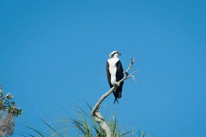 3 Hour See Crystal River Wildlife Safari Boat Cruise - What You Can Expect During the Tour
