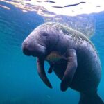3-Hour Small Group All-Inclusive Manatee Swim with Photo Package - Why Smaller Groups Make a Difference