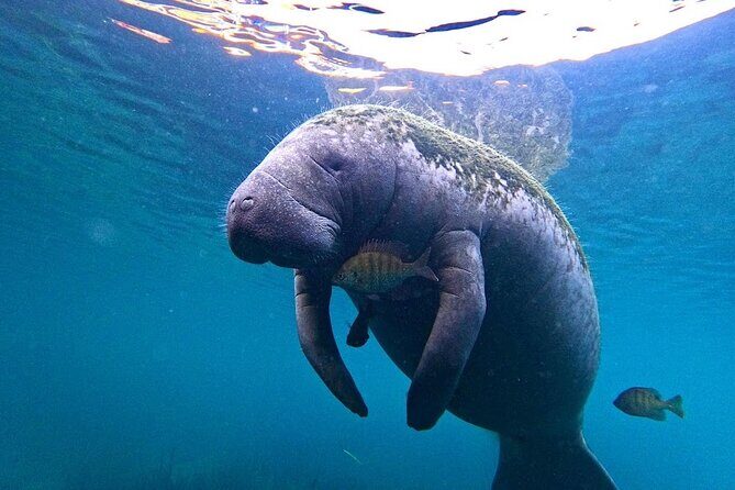 3-Hour Small Group All-Inclusive Manatee Swim with Photo Package - Why Smaller Groups Make a Difference