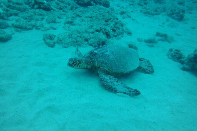 3-Hour Small-Group Maalaea Luxury Snorkel Cruise Tour - Authentic Experiences Based on Real Reviews