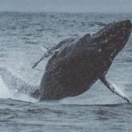 3-Hour Whale Watching Tour from Monterey - Be Prepared for the Seas