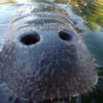 3 hours Manatee Swim Tour in Florida - Why Travelers Love This Tour