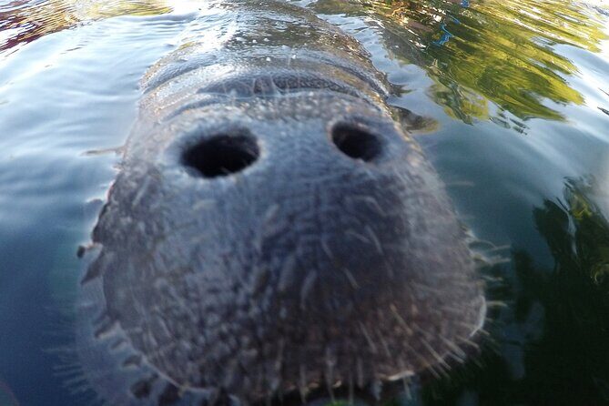 3 hours Manatee Swim Tour in Florida - Why Travelers Love This Tour