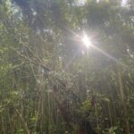 3 Hours Private Hiking and Bushwalking in the Aiea Loop Trail - Meeting Point and Logistics
