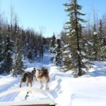 30-minute Dog Sledding Tour in Fairbanks (without transportation) - Authenticity and Reviews: What Travelers Say