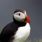 4 Day Mull, Iona and Staffa Puffin Experience from Edinburgh - What Do the Reviews Say?