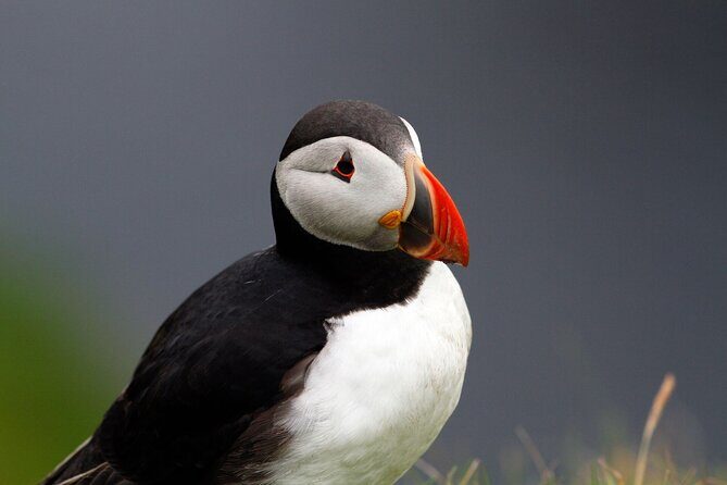 4 Day Mull, Iona and Staffa Puffin Experience from Edinburgh - What Do the Reviews Say?