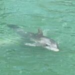 4 Hour Dolphin and Sandbar Cruise - Who Will Love This Tour?