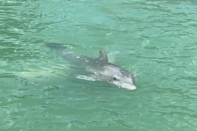4 Hour Dolphin and Sandbar Cruise - Who Will Love This Tour?