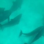 4 Hour Eco Dolphin Tour in Panama - Practical Details and Tips for Travelers