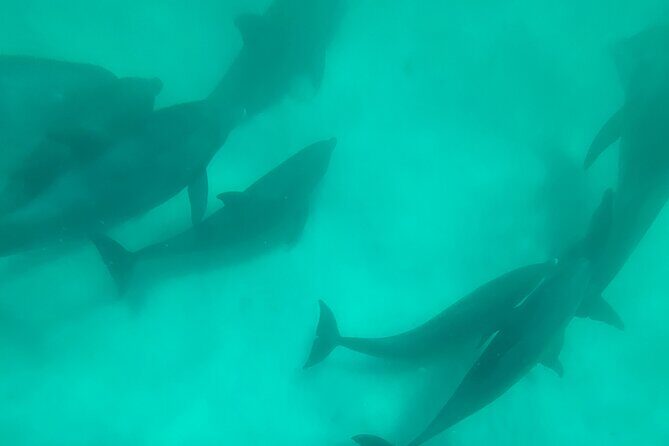 4 Hour Eco Dolphin Tour in Panama - Practical Details and Tips for Travelers