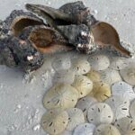 4 Hour Kice Island Shelling Trip - What’s Included and What’s Not